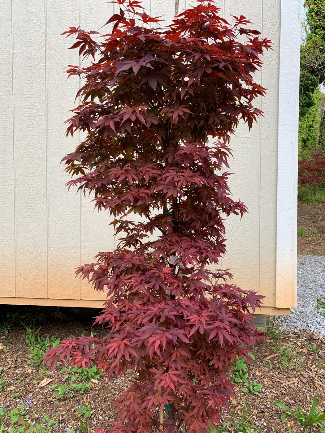 Buy Acer palmatum 'Verna Jean' Japanese Maple — Mr Maple │ Buy Japanese ...