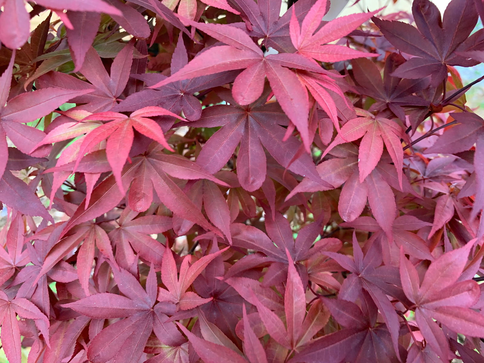 Buy Acer palmatum 'Verna Jean' Japanese Maple — Mr Maple │ Buy Japanese ...