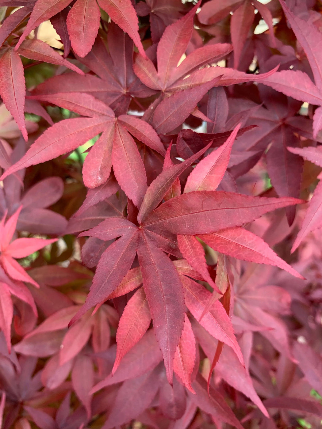 Buy Acer palmatum 'Verna Jean' Japanese Maple — Mr Maple │ Buy Japanese ...