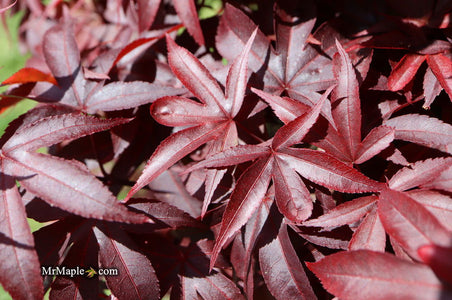 Buy Acer palmatum 'Verna Jean' Japanese Maple — Mr Maple │ Buy Japanese ...