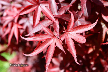 Buy Acer palmatum 'Verna Jean' Japanese Maple — Mr Maple │ Buy Japanese ...