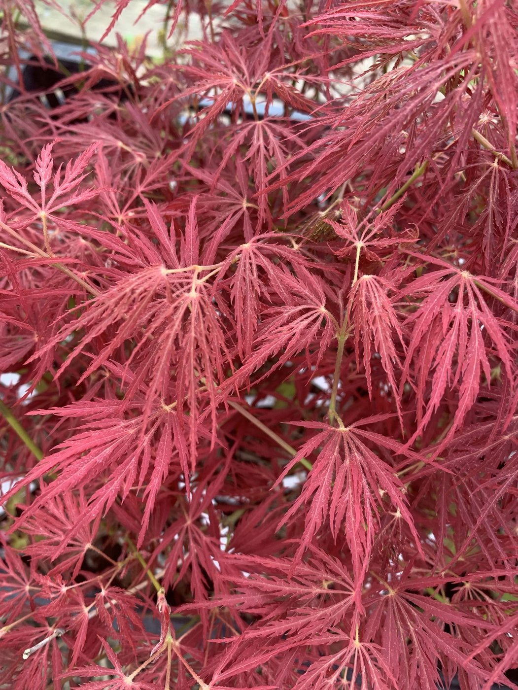 Buy Acer palmatum 'Victoria's Red Sensation' Weeping Japanese Maple ...