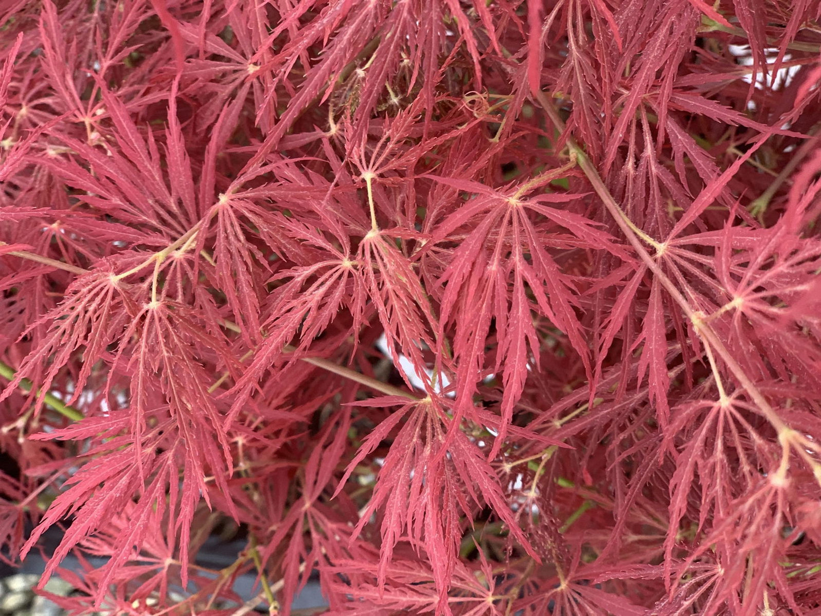 Buy Acer palmatum 'Victoria's Red Sensation' Weeping Japanese Maple ...