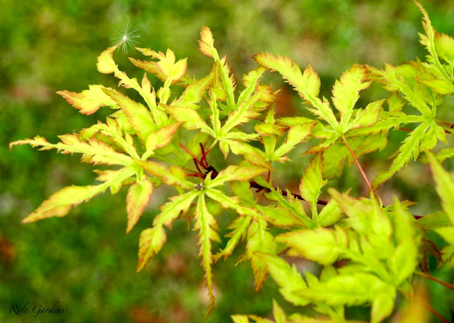 Buy Acer palmatum 'Wabi bito' Japanese Maple — Mr Maple │ Buy Japanese ...