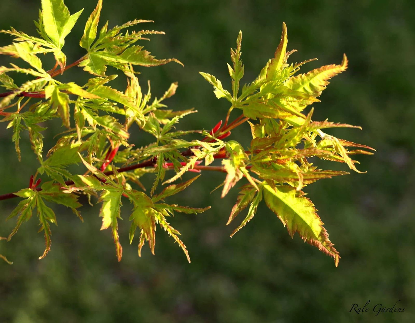 Buy Acer palmatum 'Wabi bito' Japanese Maple — Mr Maple │ Buy Japanese ...