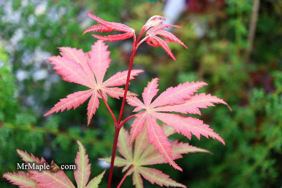 Buy Acer palmatum 'Wakehurst Pink' Japanese Maple — Mr Maple │ Buy ...