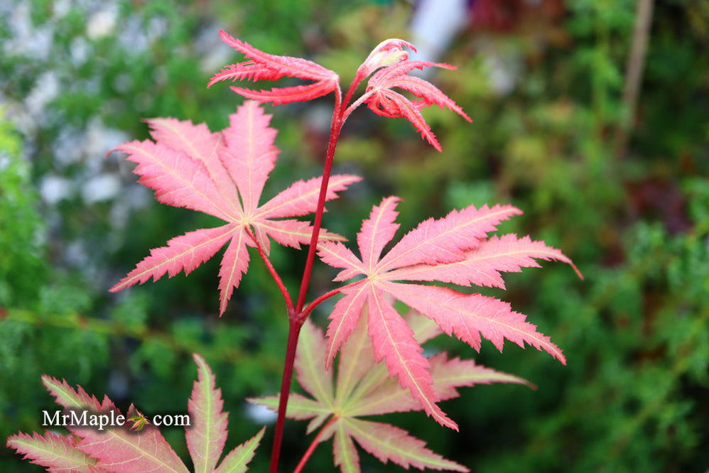 Limited Availability Sale — Mr Maple │ Buy Japanese Maple Trees