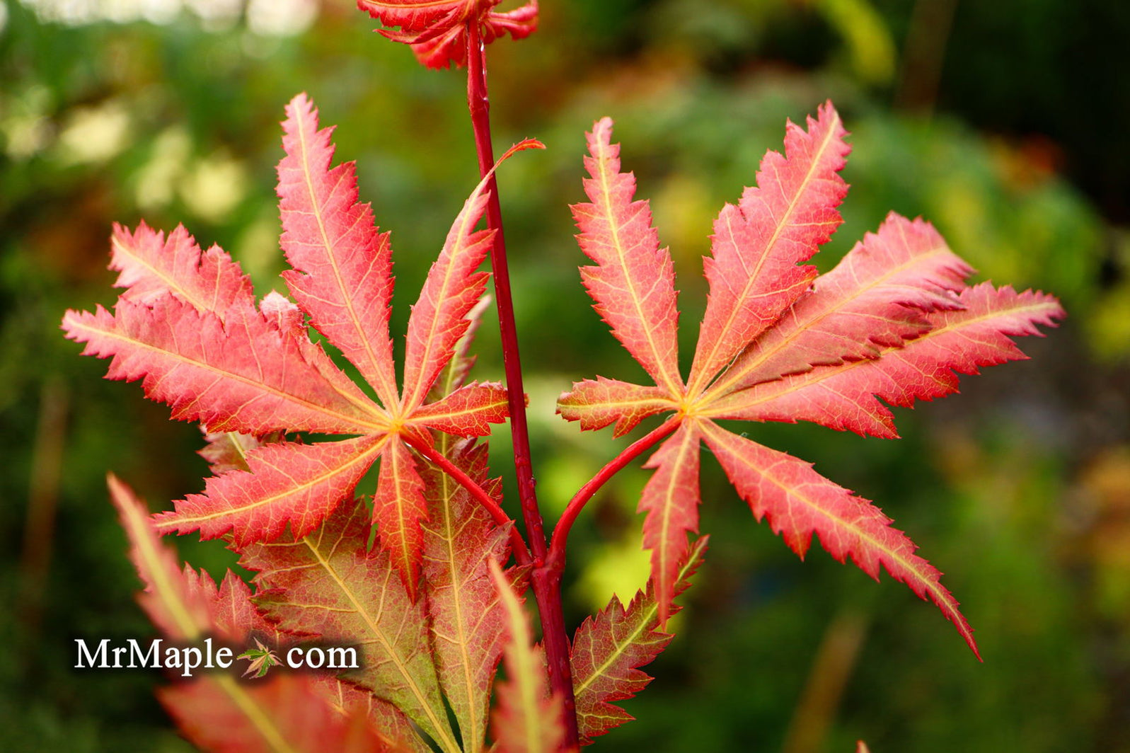 Buy Acer palmatum 'Wakehurst Pink' Japanese Maple — Mr Maple │ Buy ...