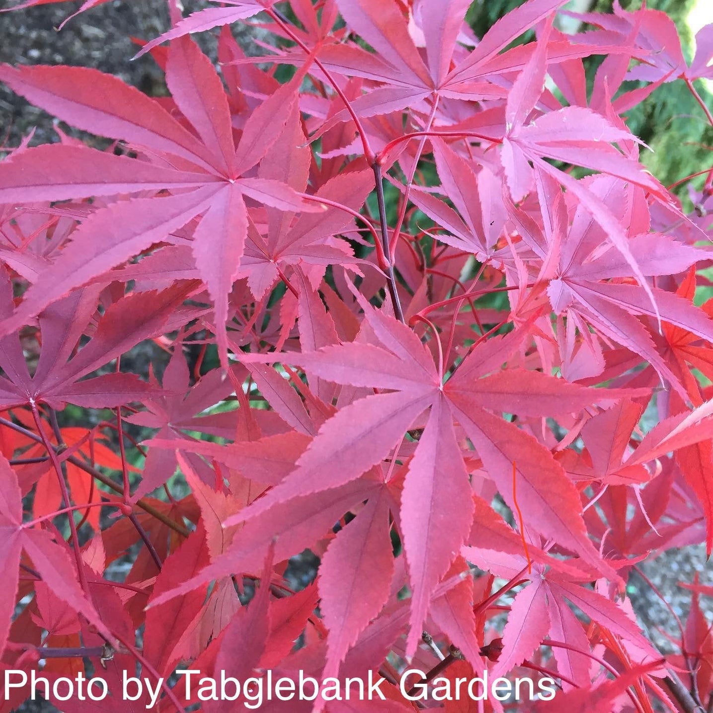 Buy Acer palmatum 'Wakehurst Pink' Japanese Maple — Mr Maple │ Buy ...