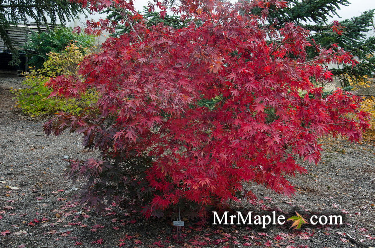 Buy Acer palmatum 'Wakehurst Pink' Japanese Maple — Mr Maple │ Buy ...