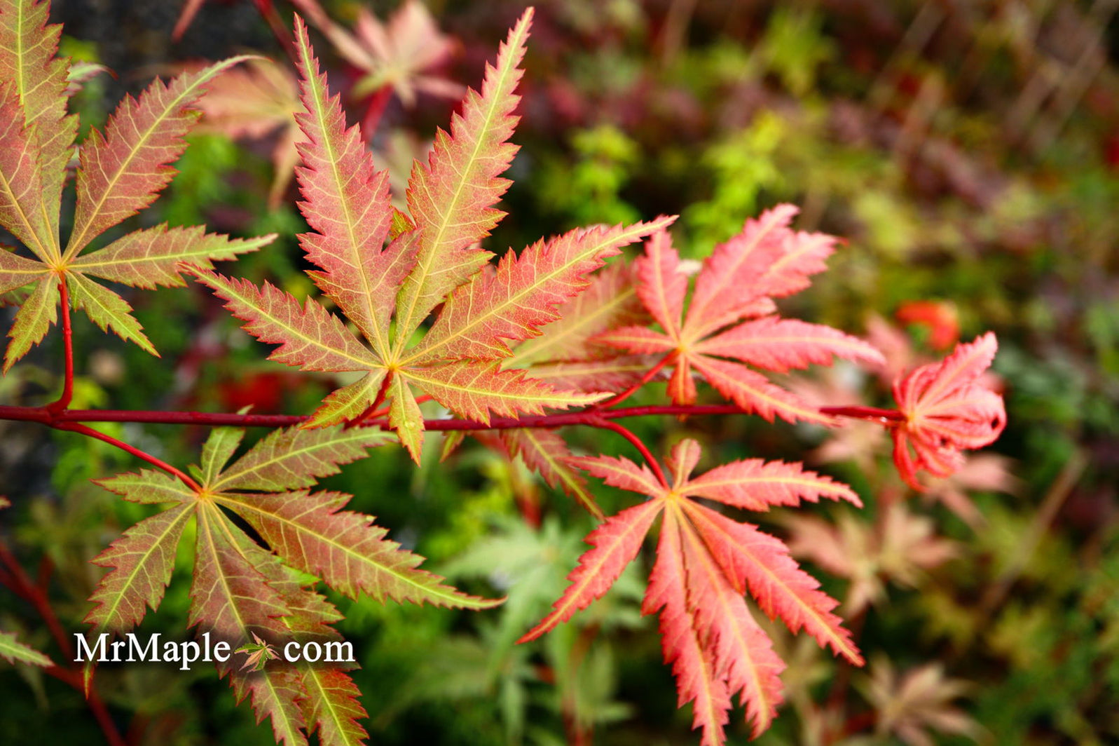 Buy Acer palmatum 'Wakehurst Pink' Japanese Maple — Mr Maple │ Buy ...