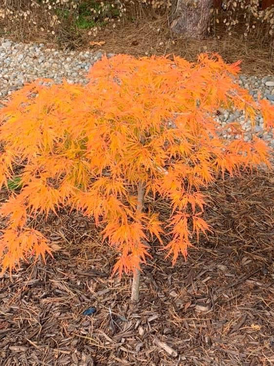 Buy Acer palmatum dissectum 'Waterfall' Japanese Maple — Mr Maple │ Buy ...