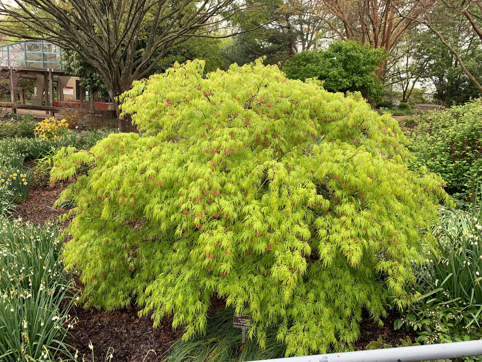 Buy Acer palmatum dissectum 'Waterfall' Japanese Maple — Mr Maple │ Buy ...