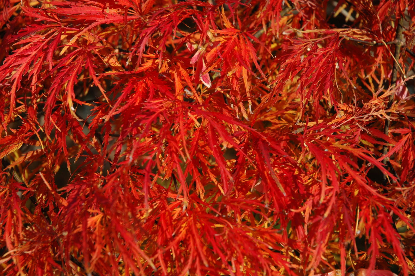 Buy Acer palmatum dissectum 'Waterfall' Japanese Maple — Mr Maple │ Buy ...