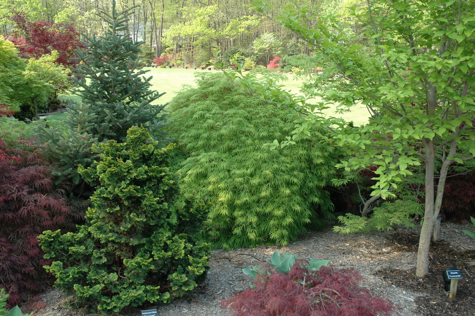 Buy Acer palmatum dissectum 'Waterfall' Japanese Maple — Mr Maple │ Buy ...