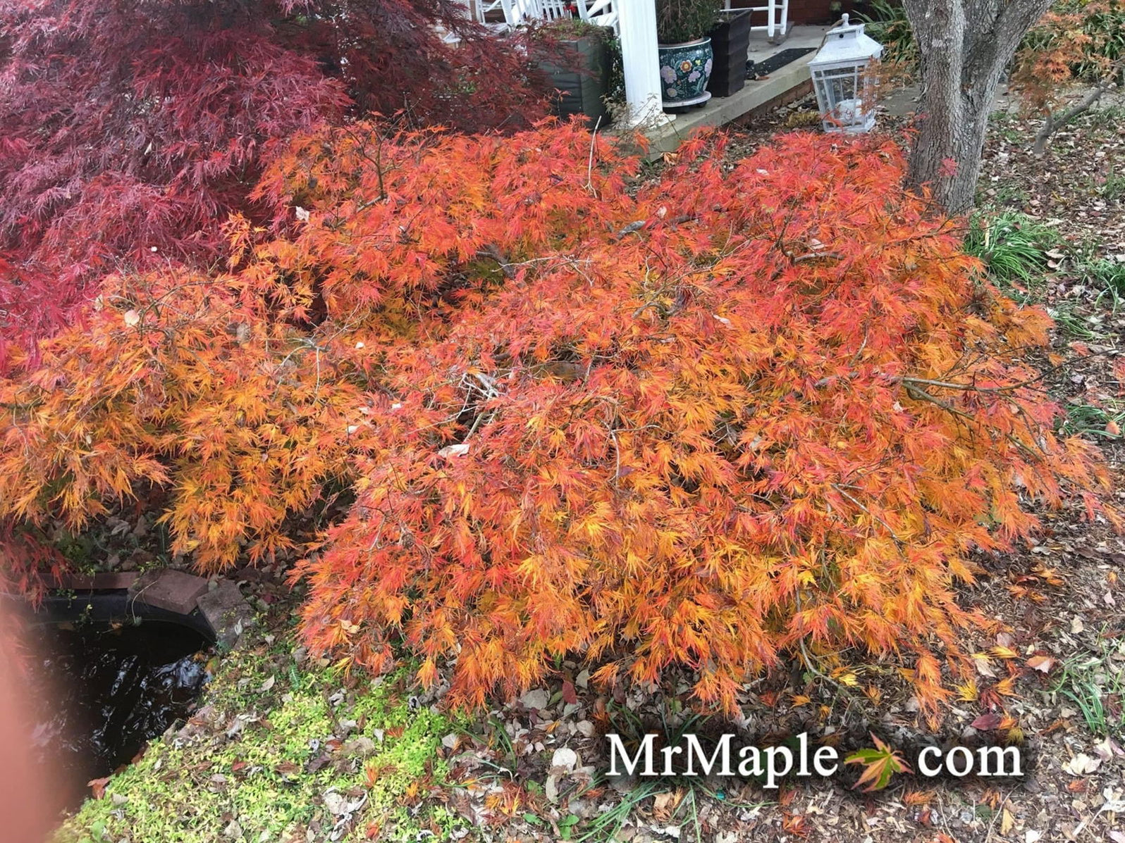 Buy Acer palmatum dissectum 'Waterfall' Japanese Maple — Mr Maple │ Buy ...