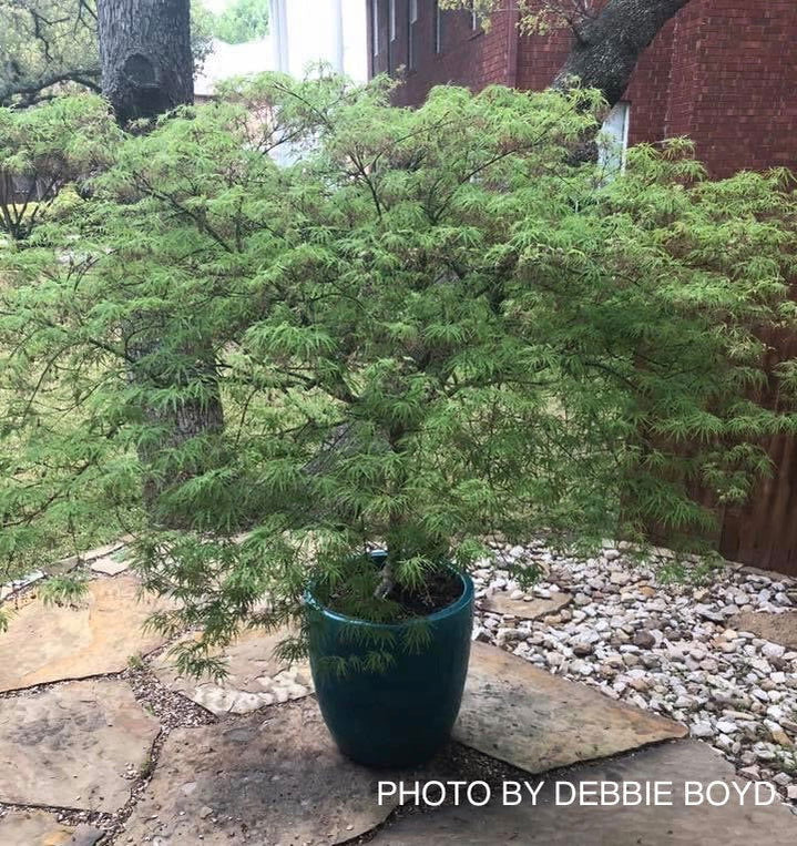 Buy Acer palmatum dissectum 'Waterfall' Japanese Maple — Mr Maple │ Buy ...