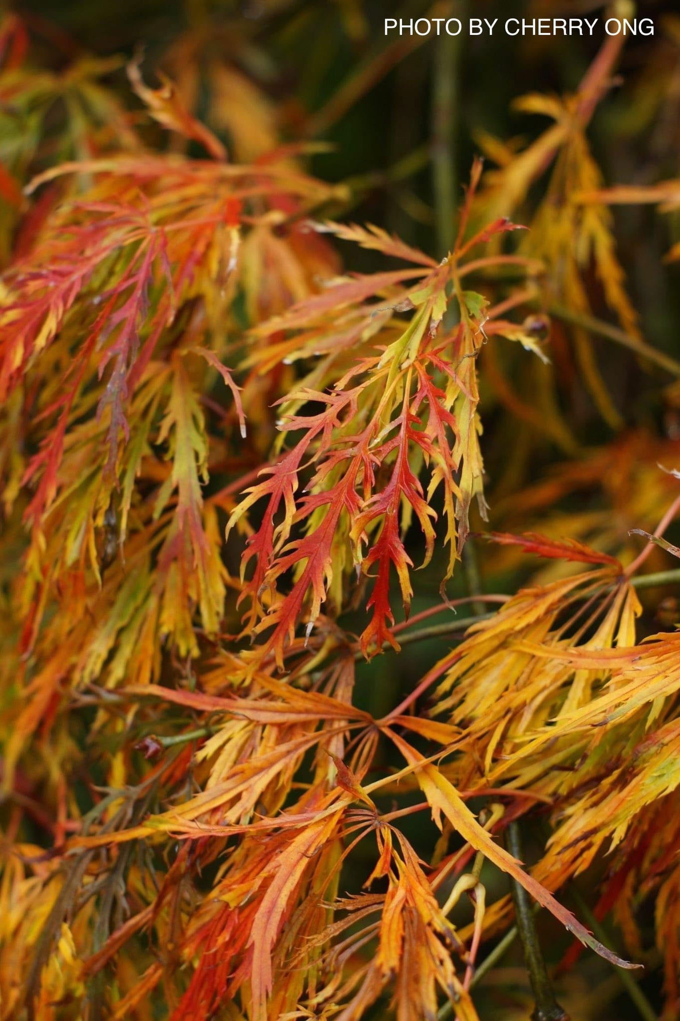 Buy Acer palmatum dissectum 'Waterfall' Japanese Maple — Mr Maple │ Buy ...