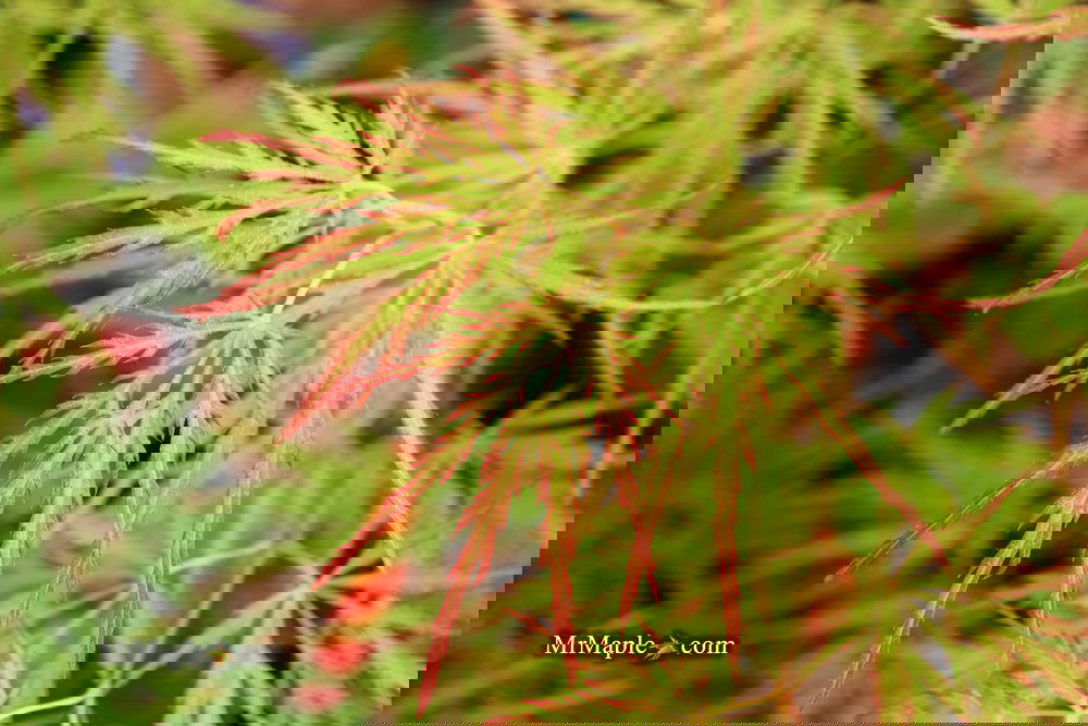 Buy Acer palmatum dissectum 'Waterfall' Japanese Maple — Mr Maple │ Buy ...