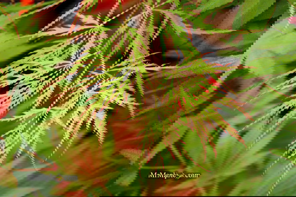 Buy Acer palmatum dissectum 'Waterfall' Japanese Maple — Mr Maple │ Buy ...