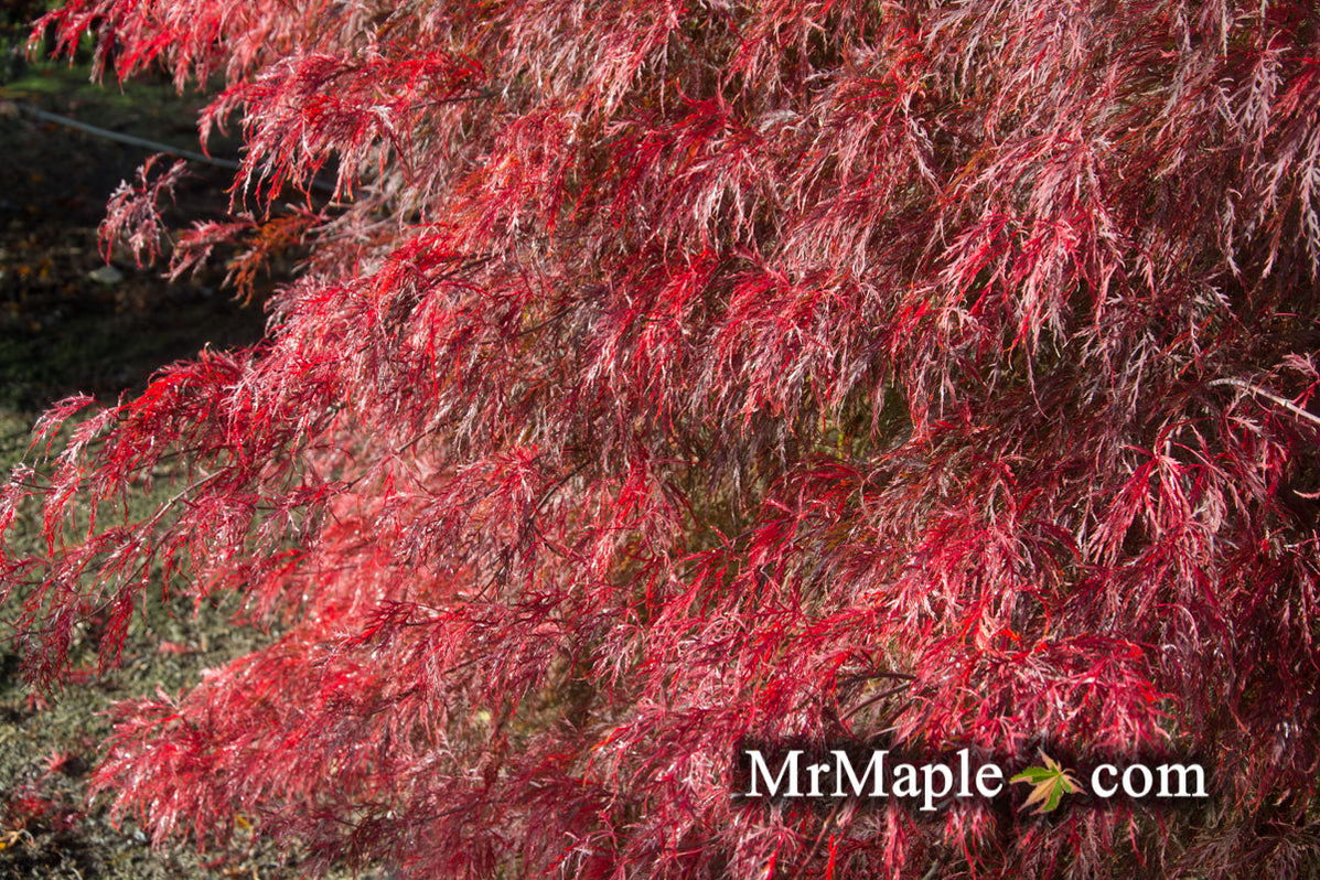 Buy Acer palmatum 'Watnong' Weeping Japanese Maple — Mr Maple │ Buy ...