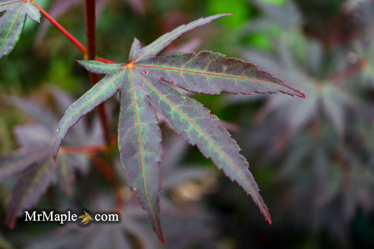Buy Acer palmatum Wetumpka Red Japanese Maple — Mr Maple │ Buy Japanese ...