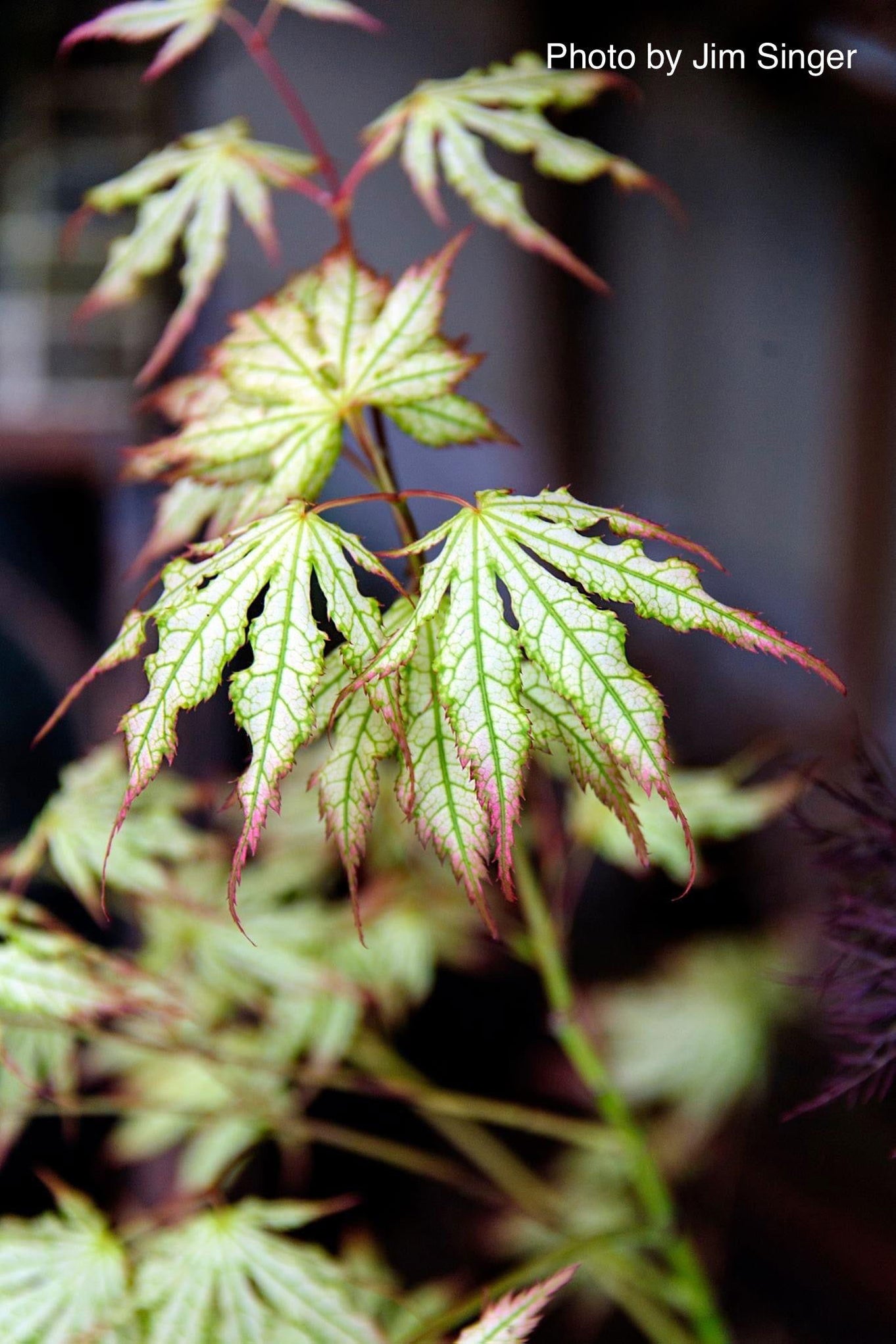 Buy Variegated Japanese Maples — Mr Maple │ Buy Japanese Maple Trees