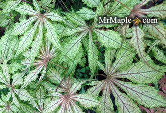 Buy Acer palmatum 'Will's Devine' Japanese Maple — Mr Maple │ Buy ...