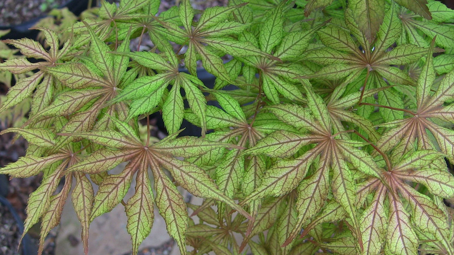 Buy Acer palmatum 'Will's Devine' Japanese Maple — Mr Maple │ Buy ...