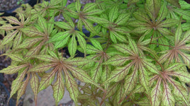 Buy Acer palmatum 'Will's Devine' Japanese Maple — Mr Maple │ Buy ...
