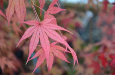 Buy Acer palmatum 'Will's Devine' Japanese Maple — Mr Maple │ Buy ...