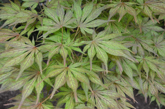 Buy Acer palmatum 'Will's Devine' Japanese Maple — Mr Maple │ Buy ...