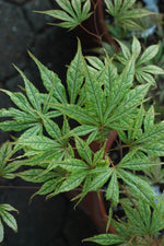 Buy Acer palmatum 'Will's Devine' Japanese Maple — Mr Maple │ Buy ...
