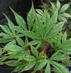 Buy Acer palmatum 'Will's Devine' Japanese Maple — Mr Maple │ Buy ...