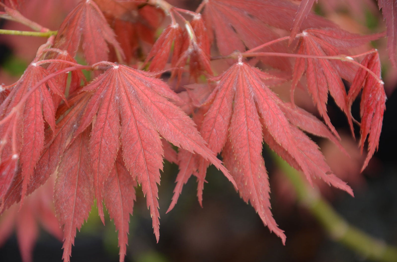 Buy Acer palmatum 'Will's Devine' Japanese Maple — Mr Maple │ Buy ...