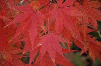 Buy Acer palmatum 'Will's Devine' Japanese Maple — Mr Maple │ Buy ...