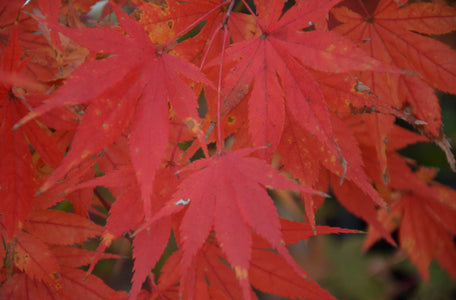 Buy Acer palmatum 'Will's Devine' Japanese Maple — Mr Maple │ Buy ...