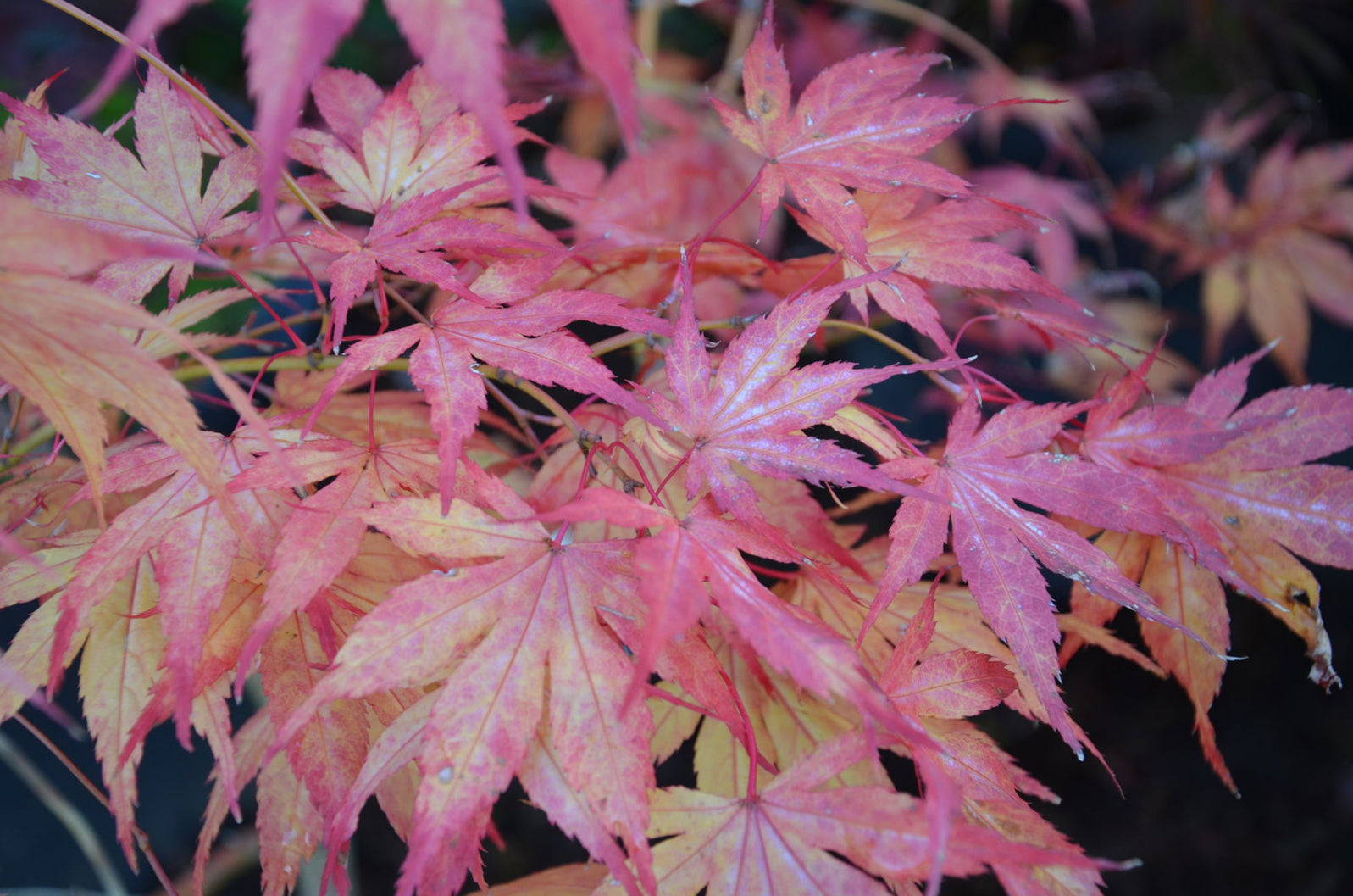 Buy Acer palmatum 'Will's Devine' Japanese Maple — Mr Maple │ Buy ...