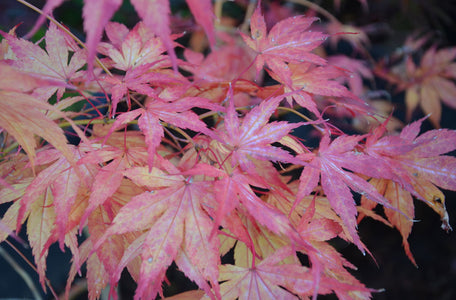 Buy Acer palmatum 'Will's Devine' Japanese Maple — Mr Maple │ Buy ...