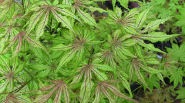 Buy Acer palmatum 'Will's Devine' Japanese Maple — Mr Maple │ Buy ...