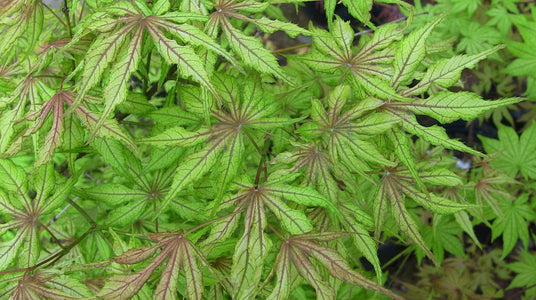 Buy Acer palmatum 'Will's Devine' Japanese Maple — Mr Maple │ Buy ...