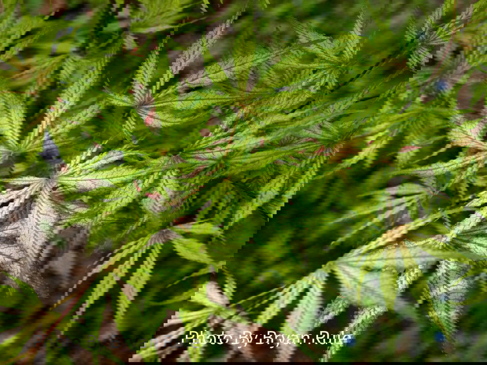 Buy Acer palmatum 'Will's Devine' Japanese Maple — Mr Maple │ Buy ...