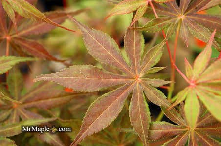 Buy Acer palmatum 'Will's Devine' Japanese Maple — Mr Maple │ Buy ...