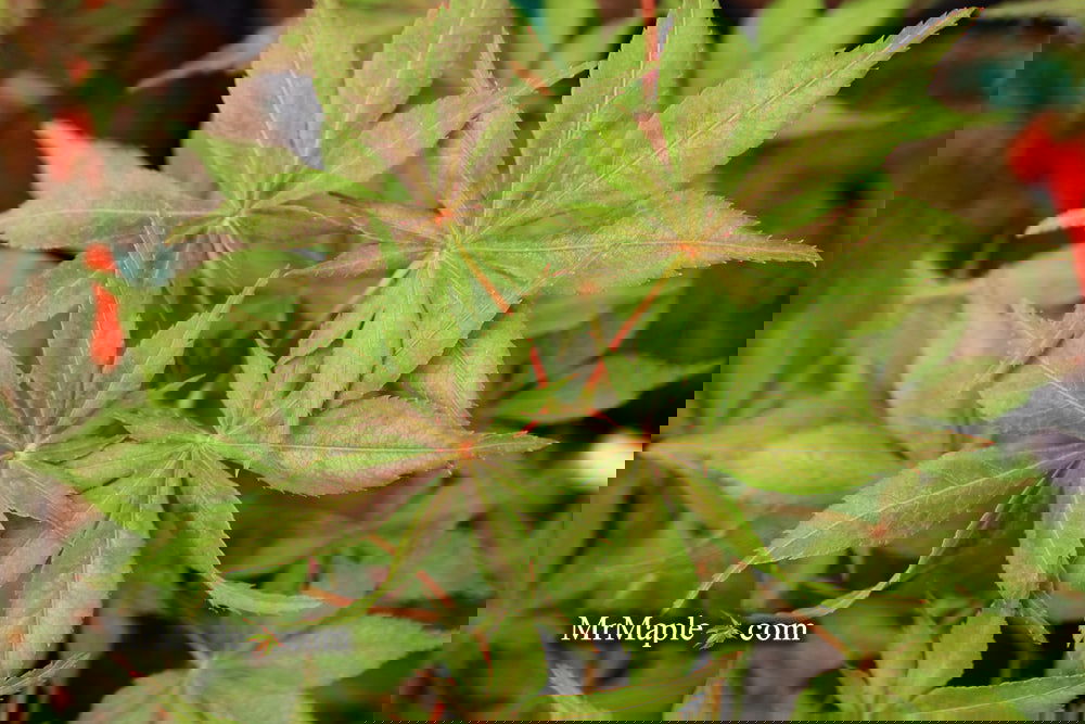 Buy Acer palmatum 'Will's Devine' Japanese Maple — Mr Maple │ Buy ...
