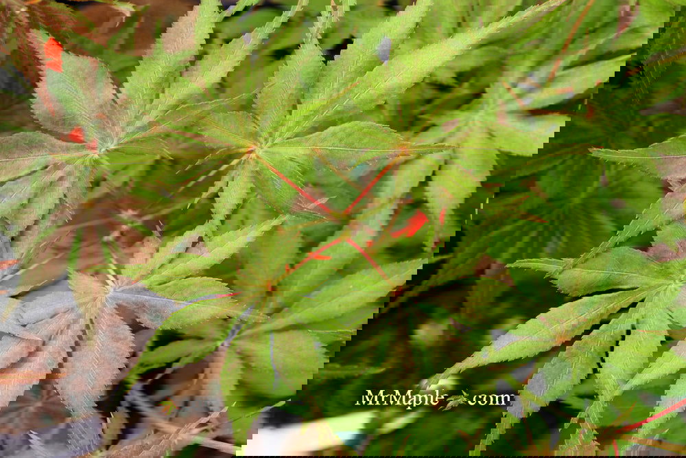 Buy Acer palmatum 'Will's Devine' Japanese Maple — Mr Maple │ Buy ...