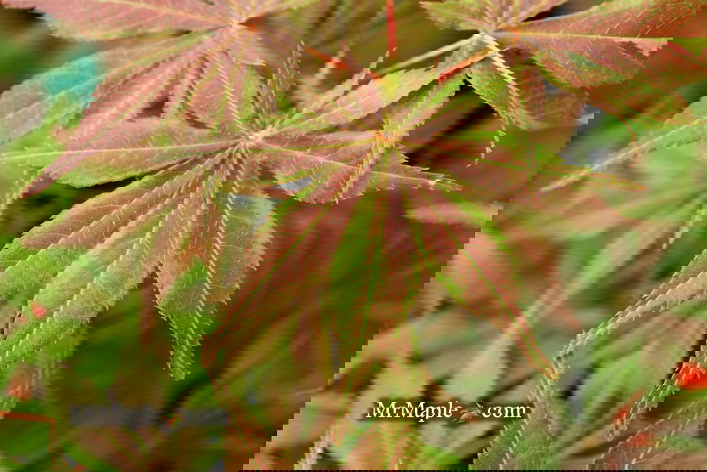 Buy Acer palmatum 'Will's Devine' Japanese Maple — Mr Maple │ Buy ...