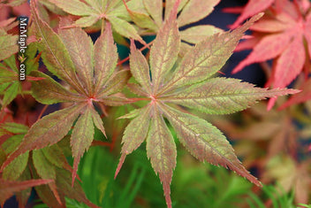 Buy Acer palmatum 'Will's Devine' Japanese Maple — Mr Maple │ Buy ...
