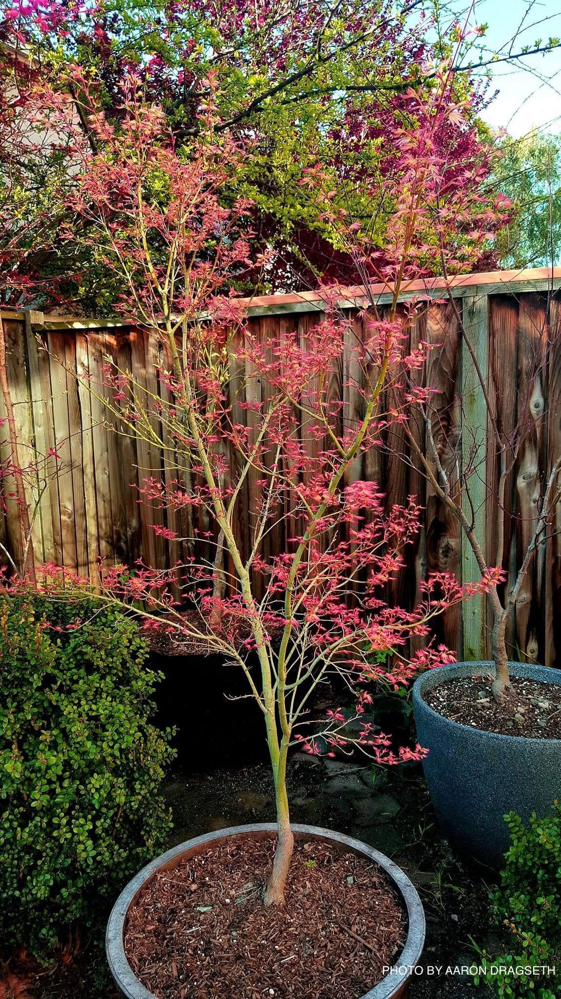 Buy Acer palmatum 'Wilson's Pink' Dwarf Japanese Maple — Mr Maple │ Buy ...