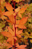 Buy Acer palmatum 'Winter Flame' Coral Bark Japanese Maple — Mr Maple ...