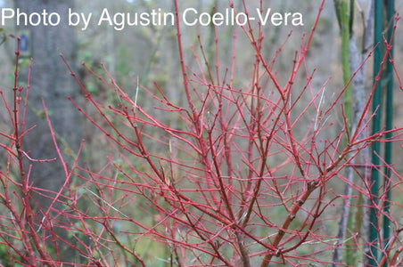 Buy Acer palmatum 'Winter Flame' Coral Bark Japanese Maple — Mr Maple ...